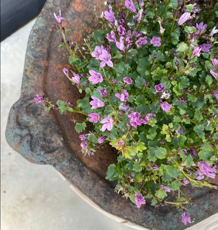 Large Belgium Cast Iron Trough – STOOPS Design Vancouver