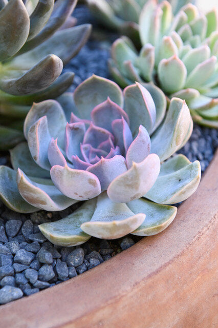 SEASONAL ESSENTIALS – STOOPS Design Vancouver